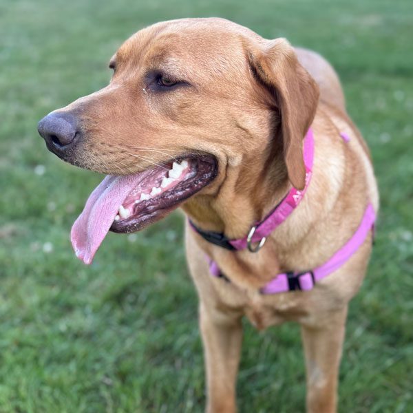 Taeya Lauer • Pacific Coast Financial Services